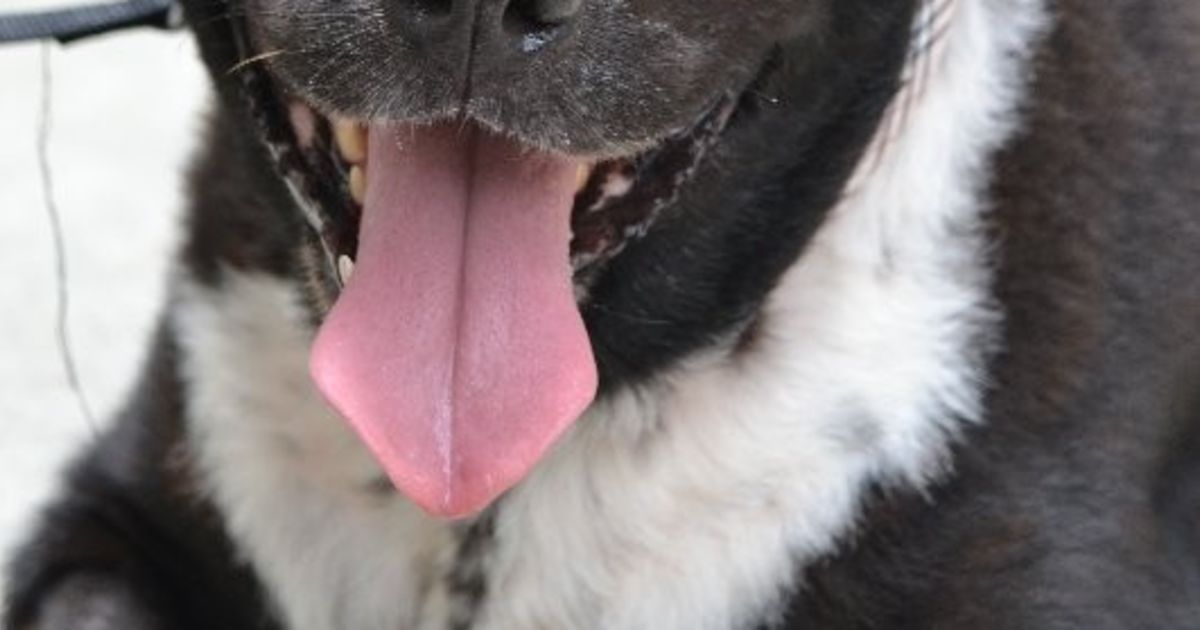 Bear - Large Male Rottweiler x Samoyed Mix Dog in QLD - PetRescue