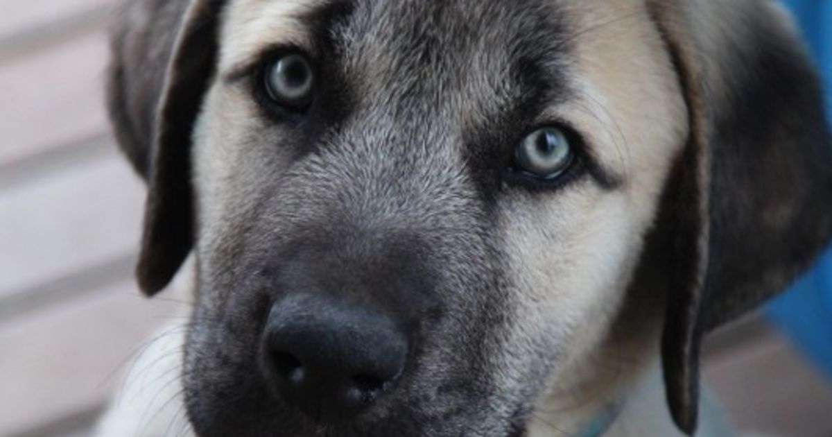 Dudley - Large Male Anatolian Shepherd Dog in VIC - PetRescue