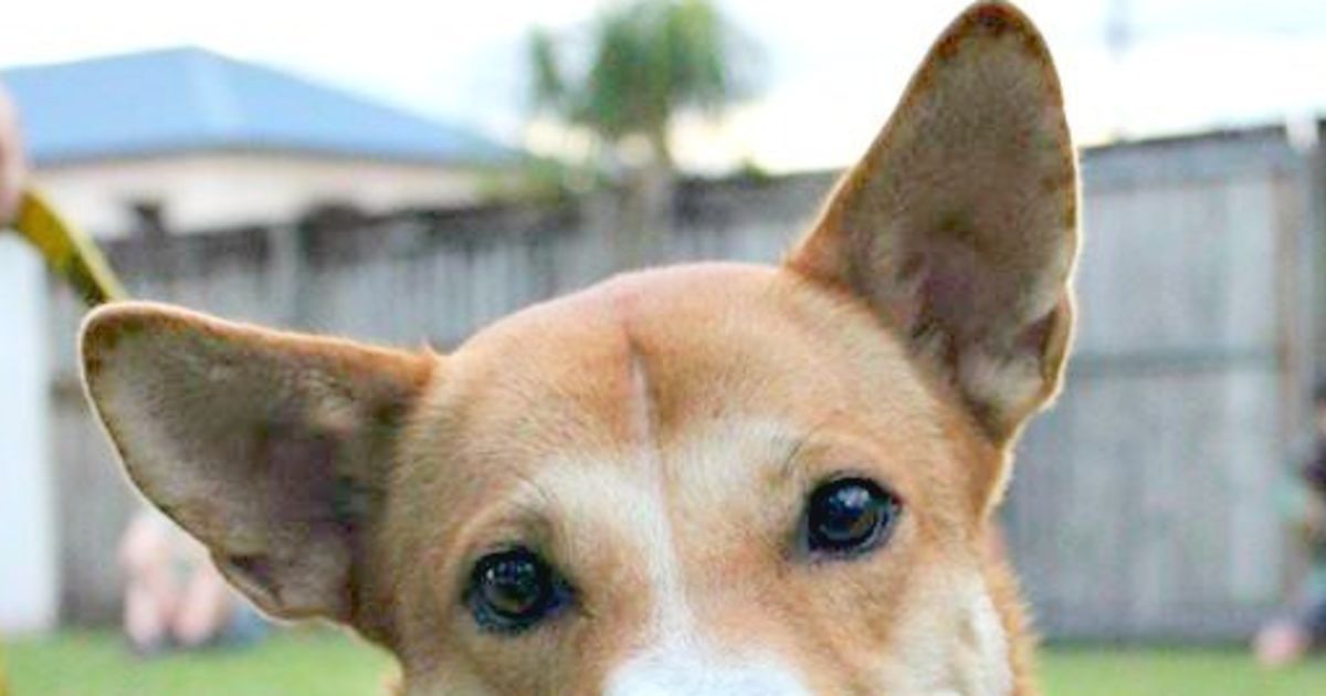 Sheba - Medium Female Dingo x Kelpie x Rhodesian Ridgeback Mix Dog in ...