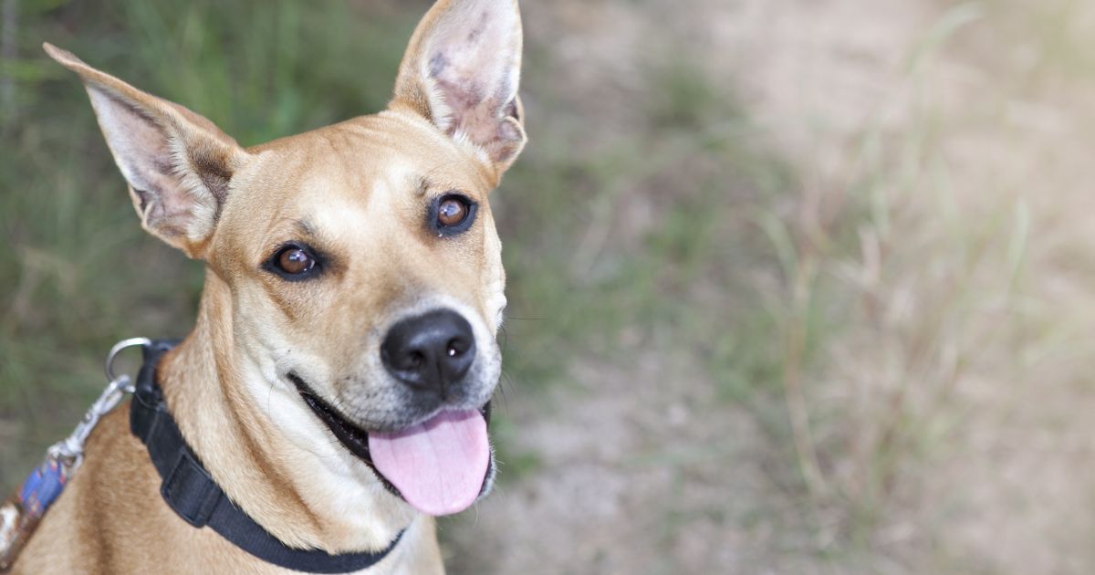 Kada - Medium Female Pointer x Ridgeback Mix Dog in QLD - PetRescue
