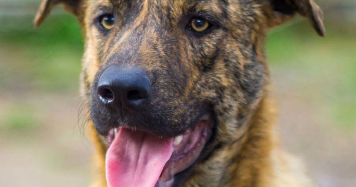 Kyros - Medium Male Australian Koolie Cross Mix Dog in NSW - PetRescue