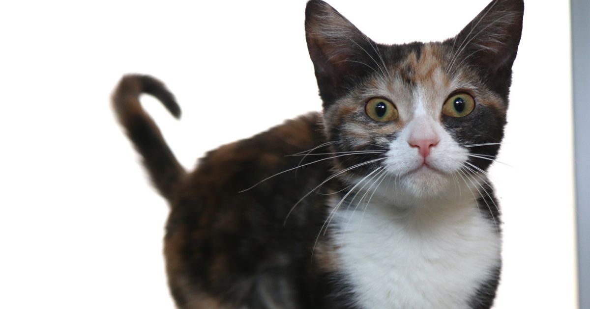 Snickers - Female Domestic Short Hair Mix Cat in NSW - PetRescue