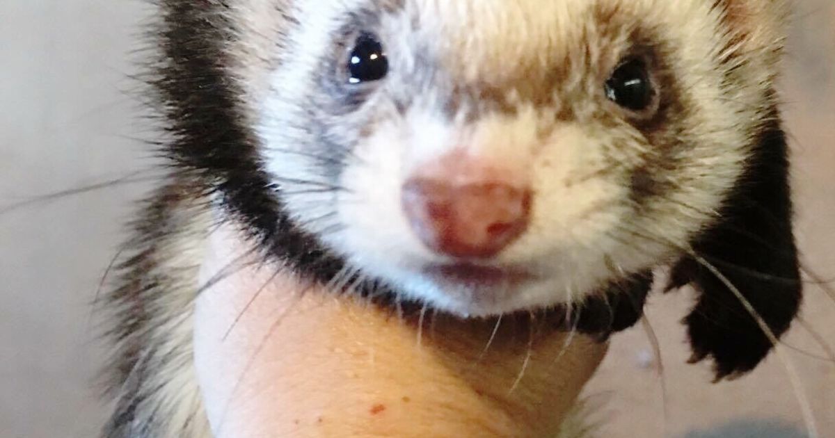 Stitch *•I'm beautiful ~ adopt me!•* - Female Ferret in NSW - PetRescue