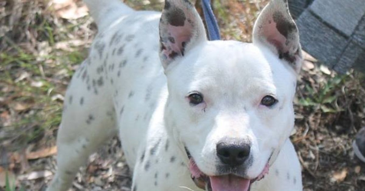 Spotify - Medium Female Staffy Mix Dog in NSW - PetRescue