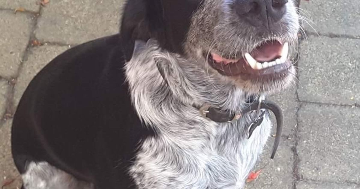 Dudley - Medium Male Blue Heeler x English Springer Spaniel Mix Dog in ...
