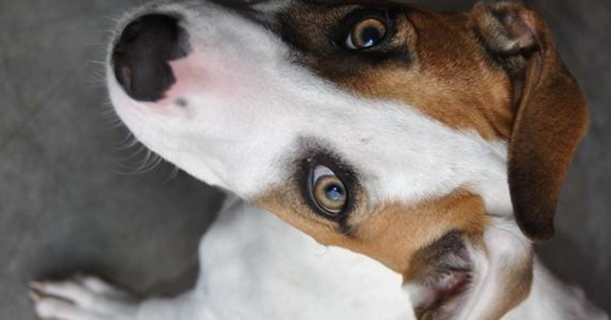 Lady - Medium Female Bull Arab Dog in QLD - PetRescue