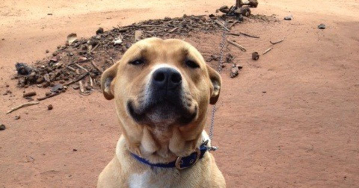 Missy - Medium Female Rhodesian Ridgeback x Red Heeler Mix Dog in VIC ...