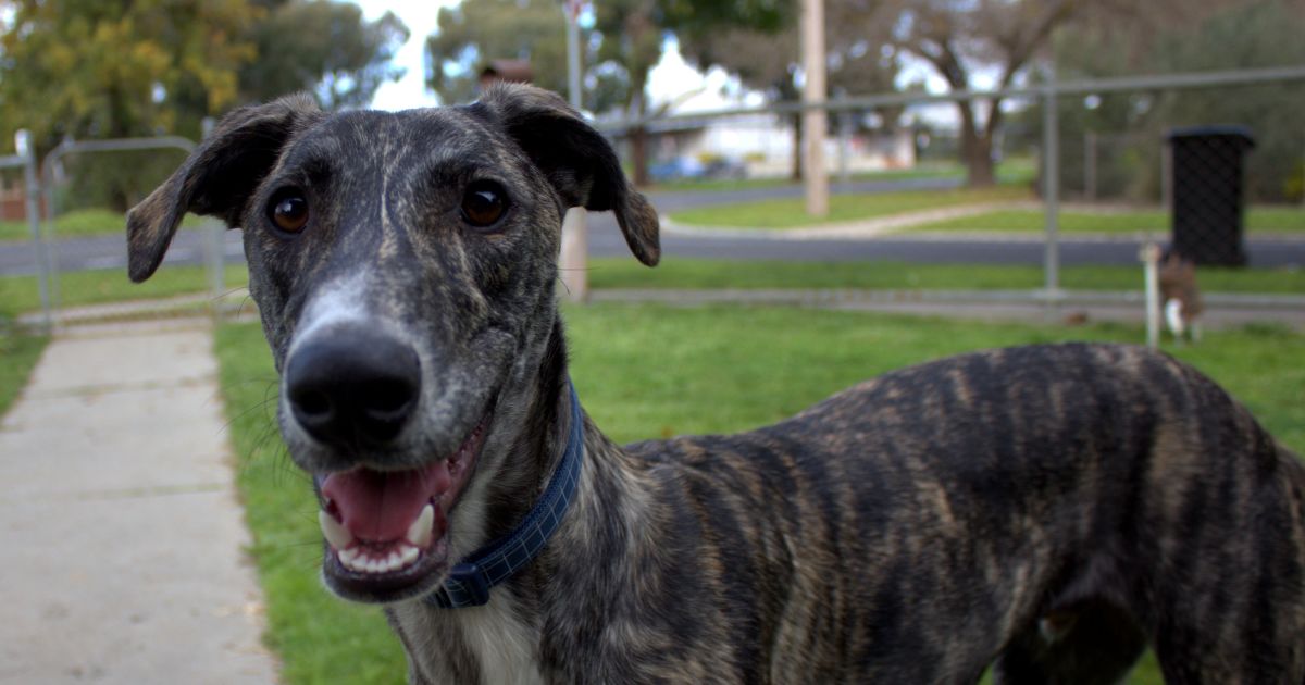 Eddie - Medium Male Greyhound x Staghound x Whippet Mix Dog in VIC ...
