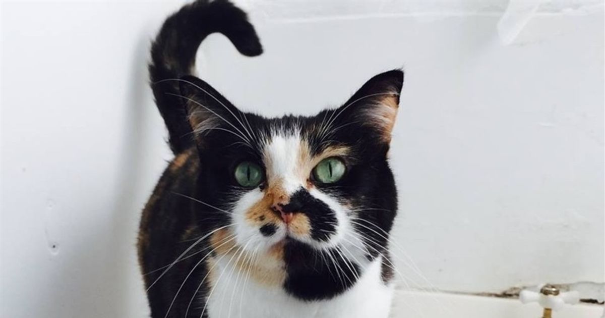 Motsey - Female Dsh Mix Cat in VIC - PetRescue