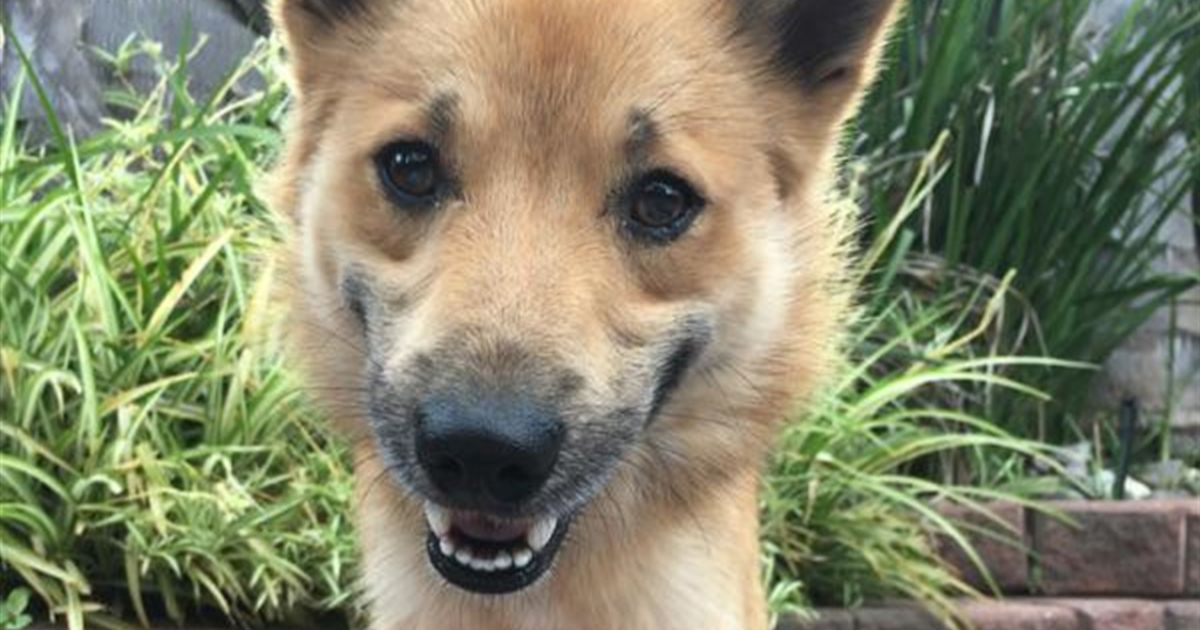 Fox - Small Male Mini Foxie Cross Mix Dog in VIC - PetRescue