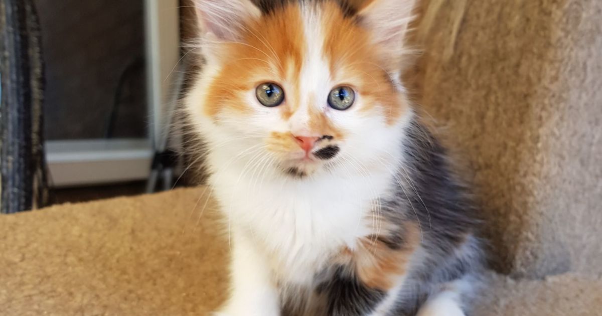 Penny Lane the adorable calico beatles kitten! - Female Domestic Long ...