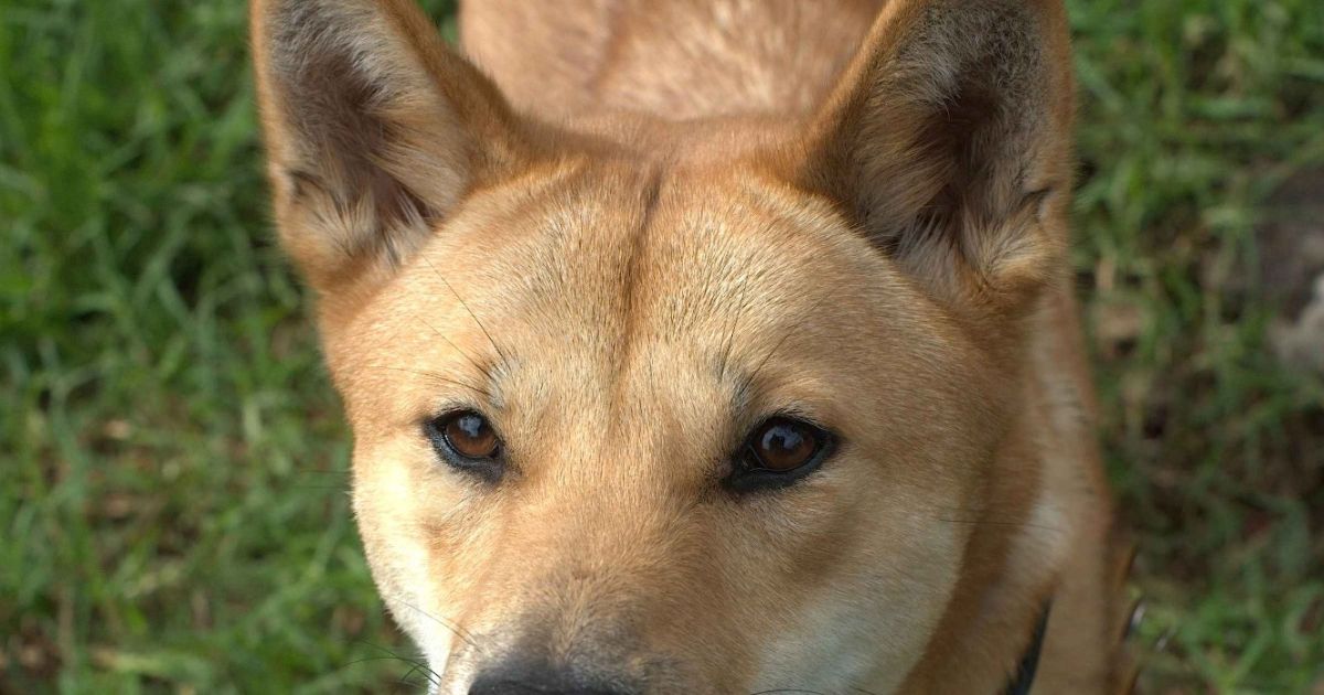 Dixie - Large Female Dingo Dog in NSW - PetRescue
