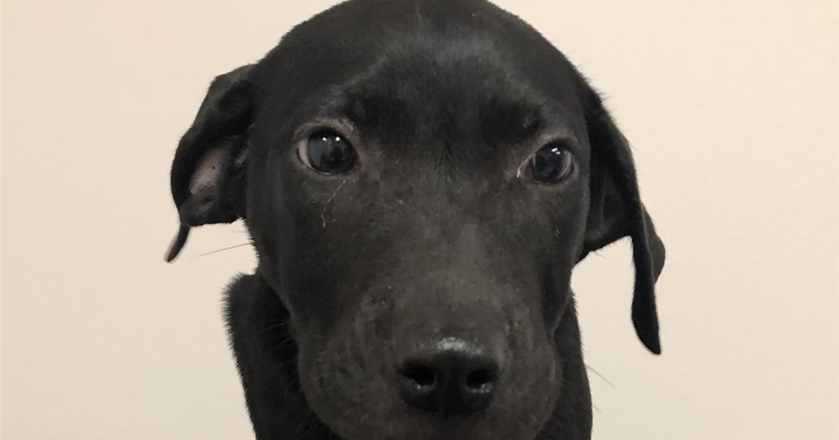 Reginald - Large Male German Shorthaired Pointer x Weimaraner Mix Dog ...