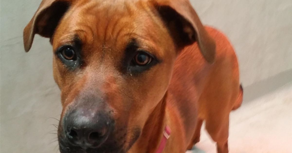 Roxy - Large Female Rhodesian Ridgeback x Bull Mastiff Mix Dog in WA ...