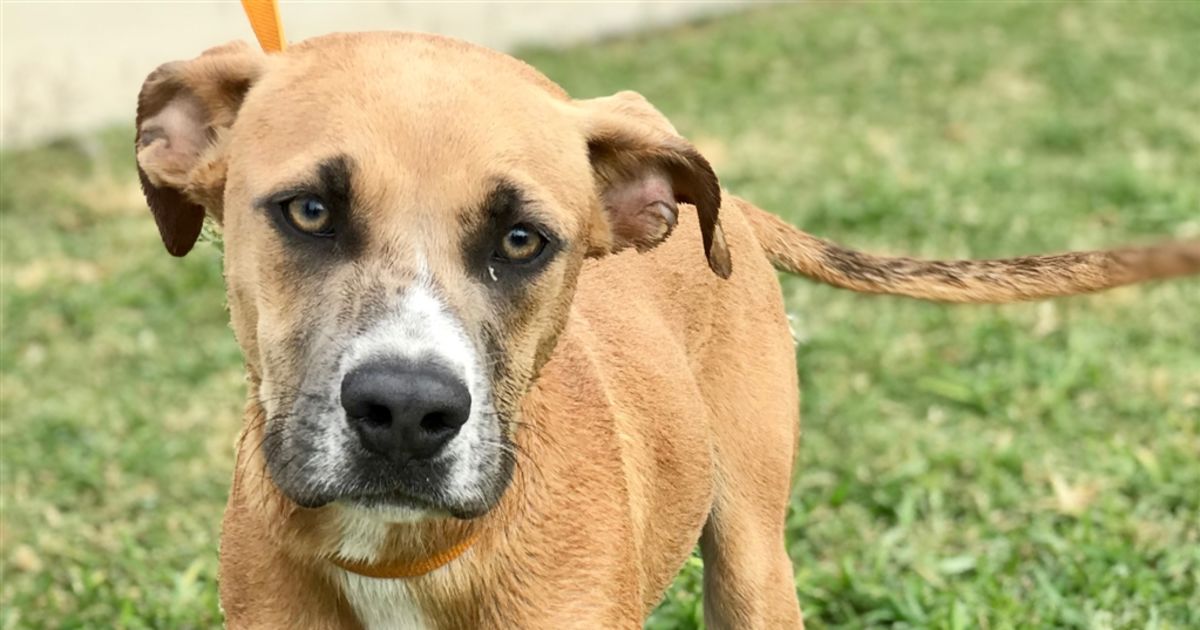 Stewy - Large Male Boxer x Rhodesian Ridgeback Mix Dog in QLD - PetRescue