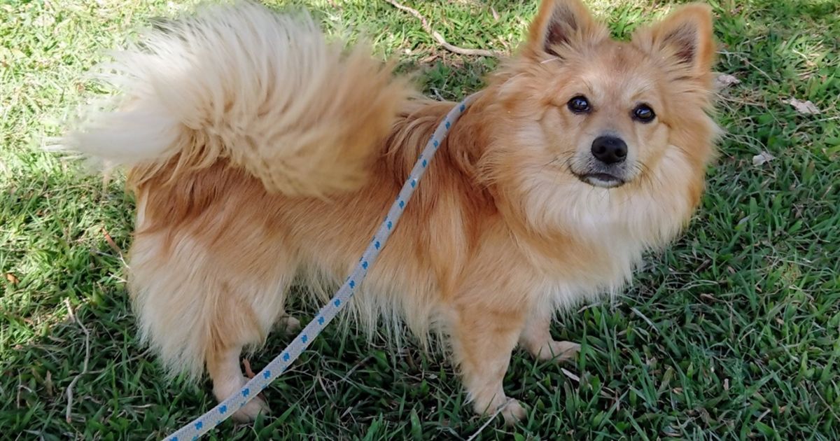 Coco - Small Male German Spitz Mix Dog in QLD - PetRescue