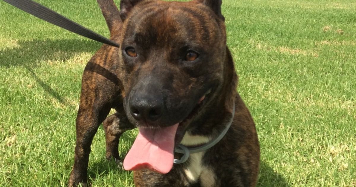 Pidge - Medium Male Dachshund x English Staffordshire Bull Terrier Mix ...
