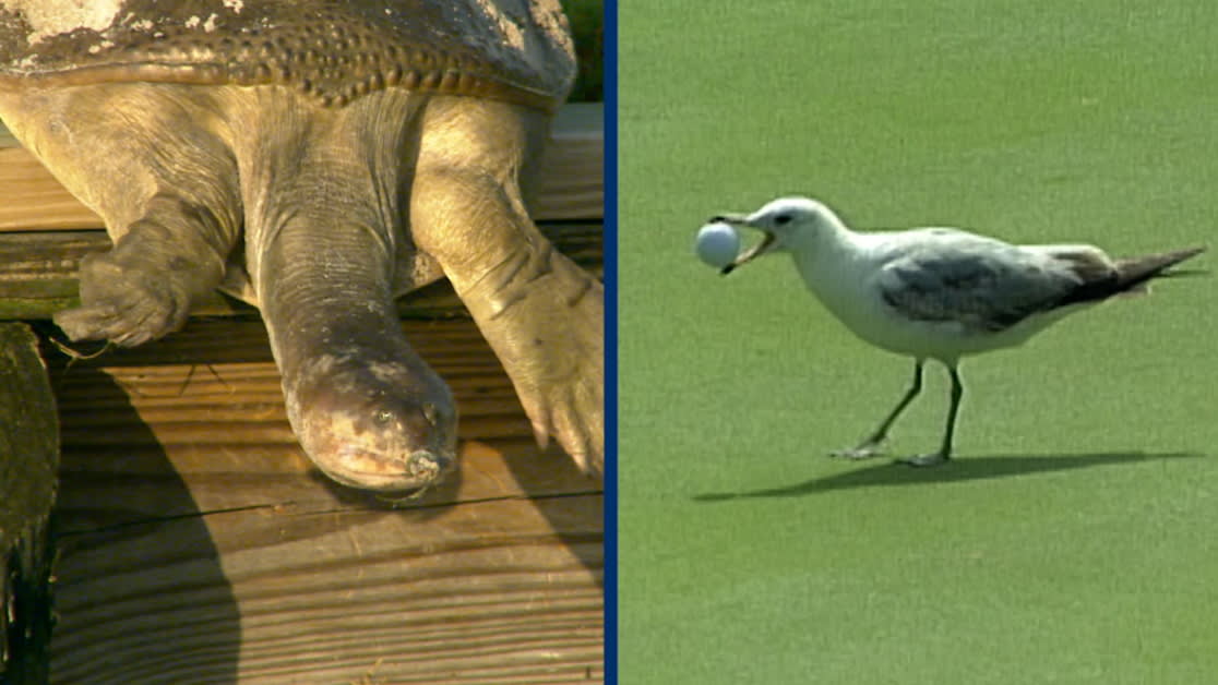 Best animal encounters at THE PLAYERS Championship