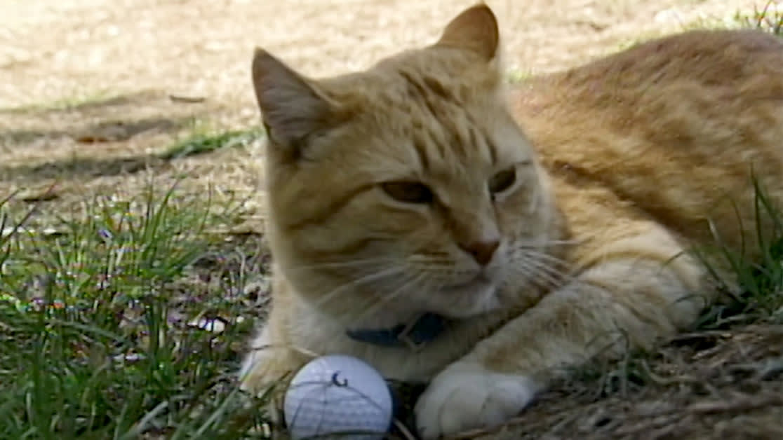 Cats on golf courses over the years