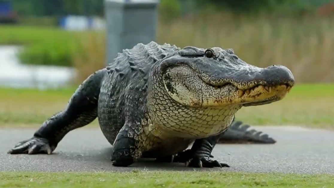 Alligator encounters at the Zurich Classic