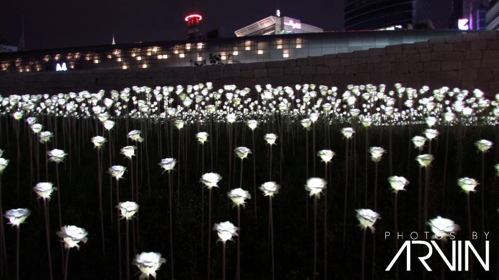 DDP LED Rose Garden I | photosbyarvin