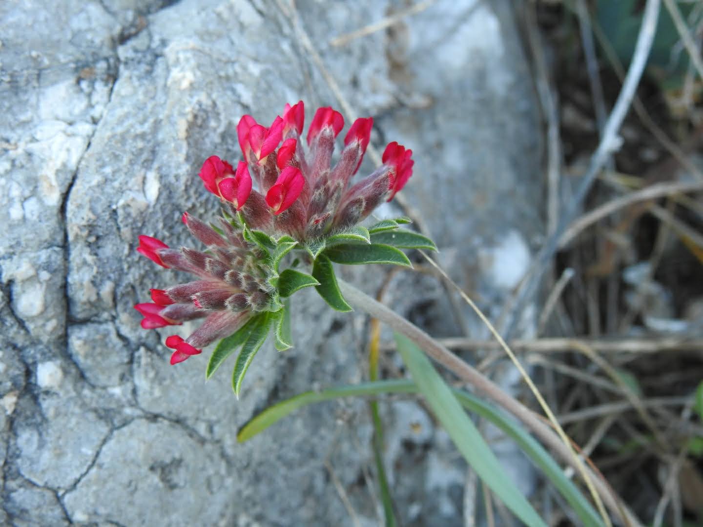 Anthyllis vulneraria