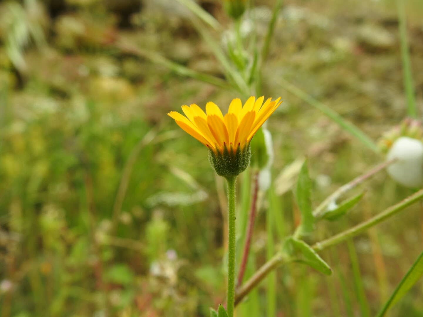 Calendula Arvensis