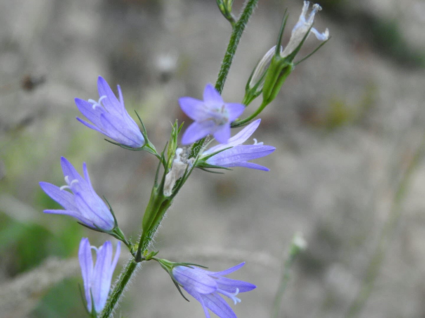 Campanula rapunculus