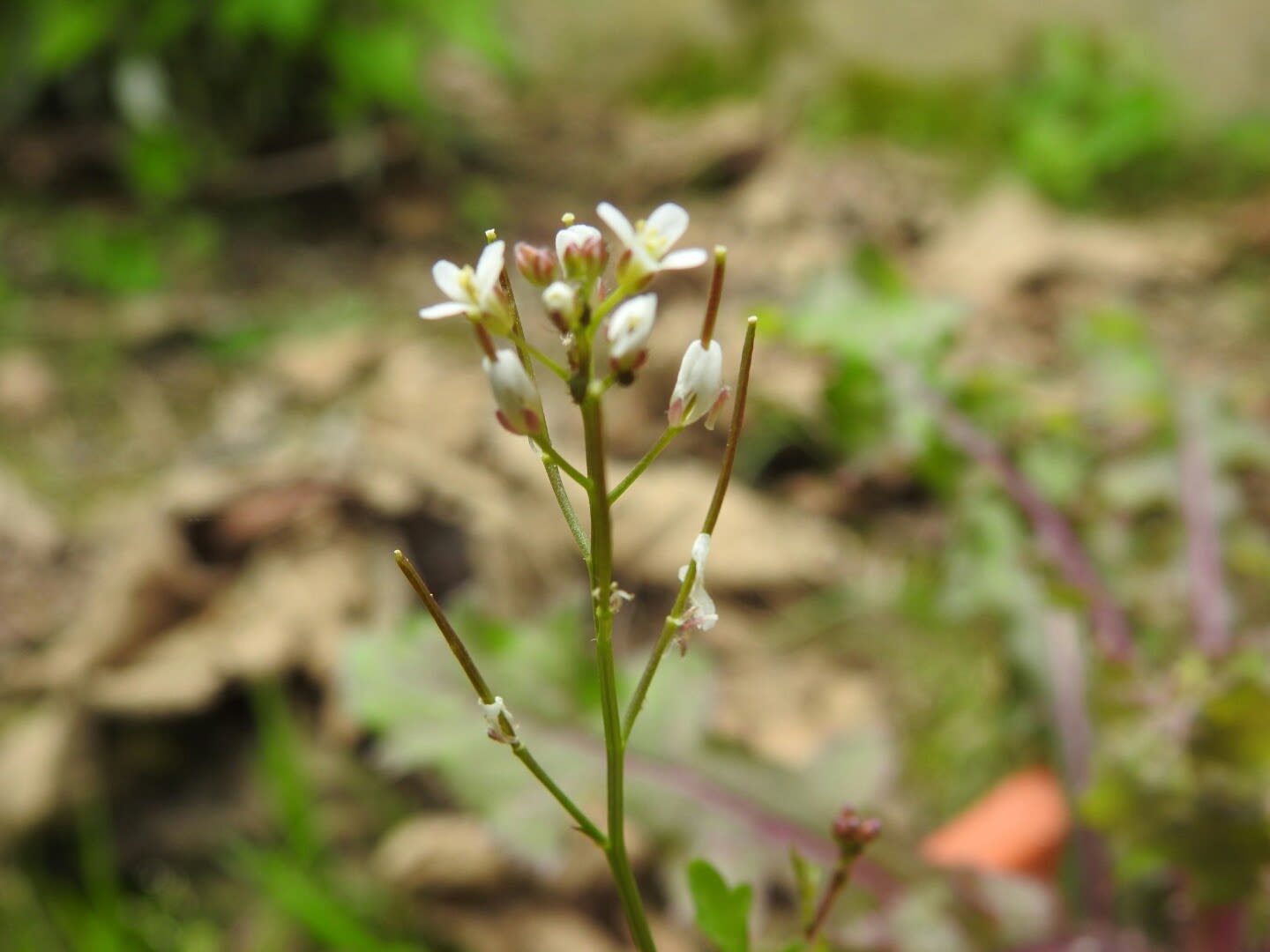 Cardamine hirsuta - Brassicaceae