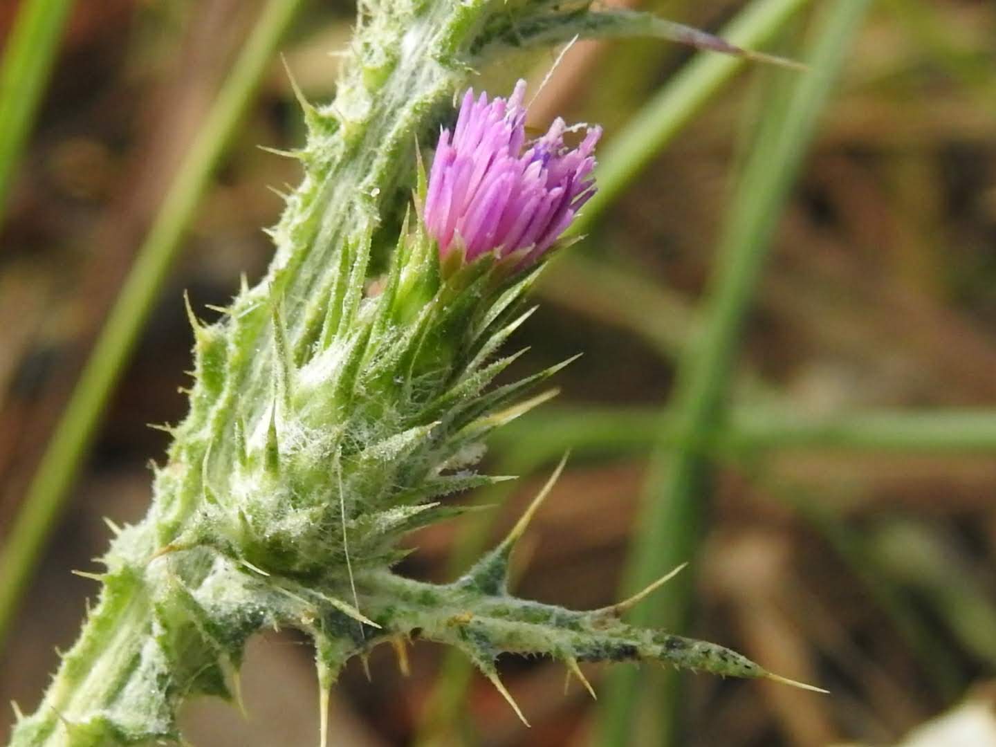 Carduus pycnocephalus - Asteraceae