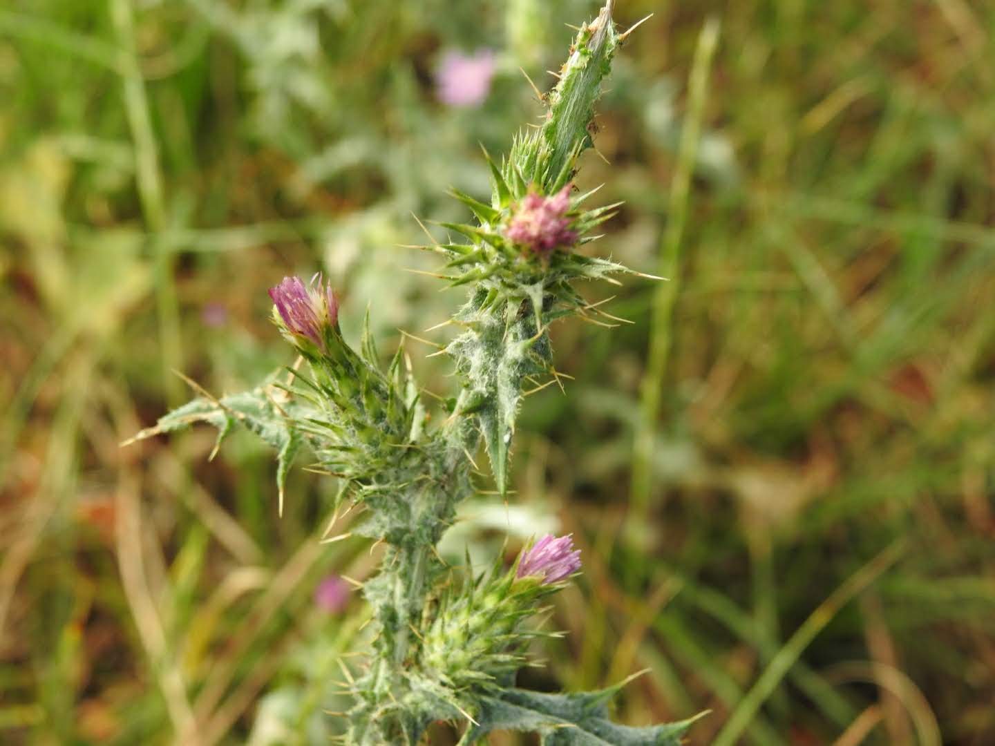 Carduus pycnocephalus - Asteraceae