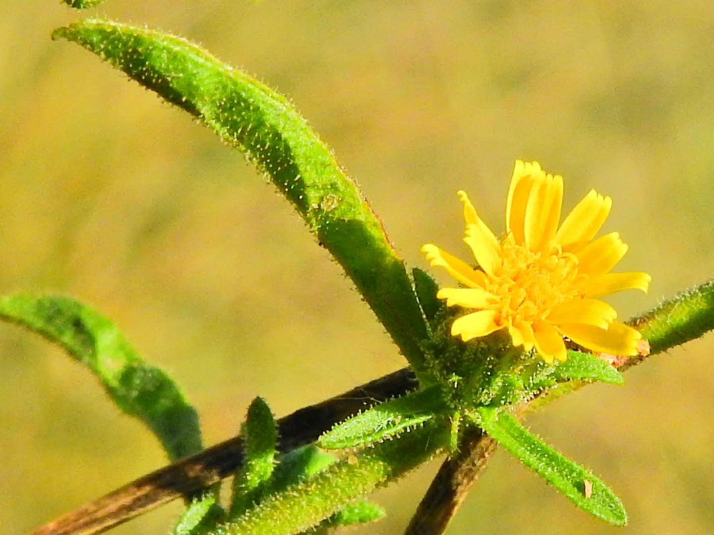 Dittrichia graveolens - Asteraceae