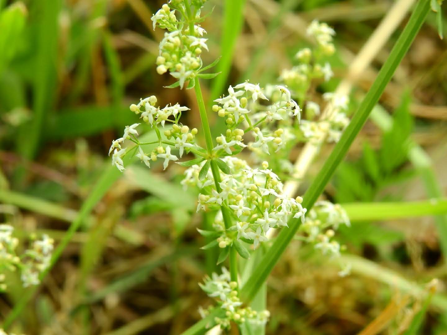 Galium album