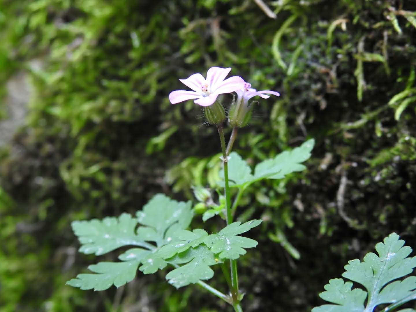 Geranium robertianum