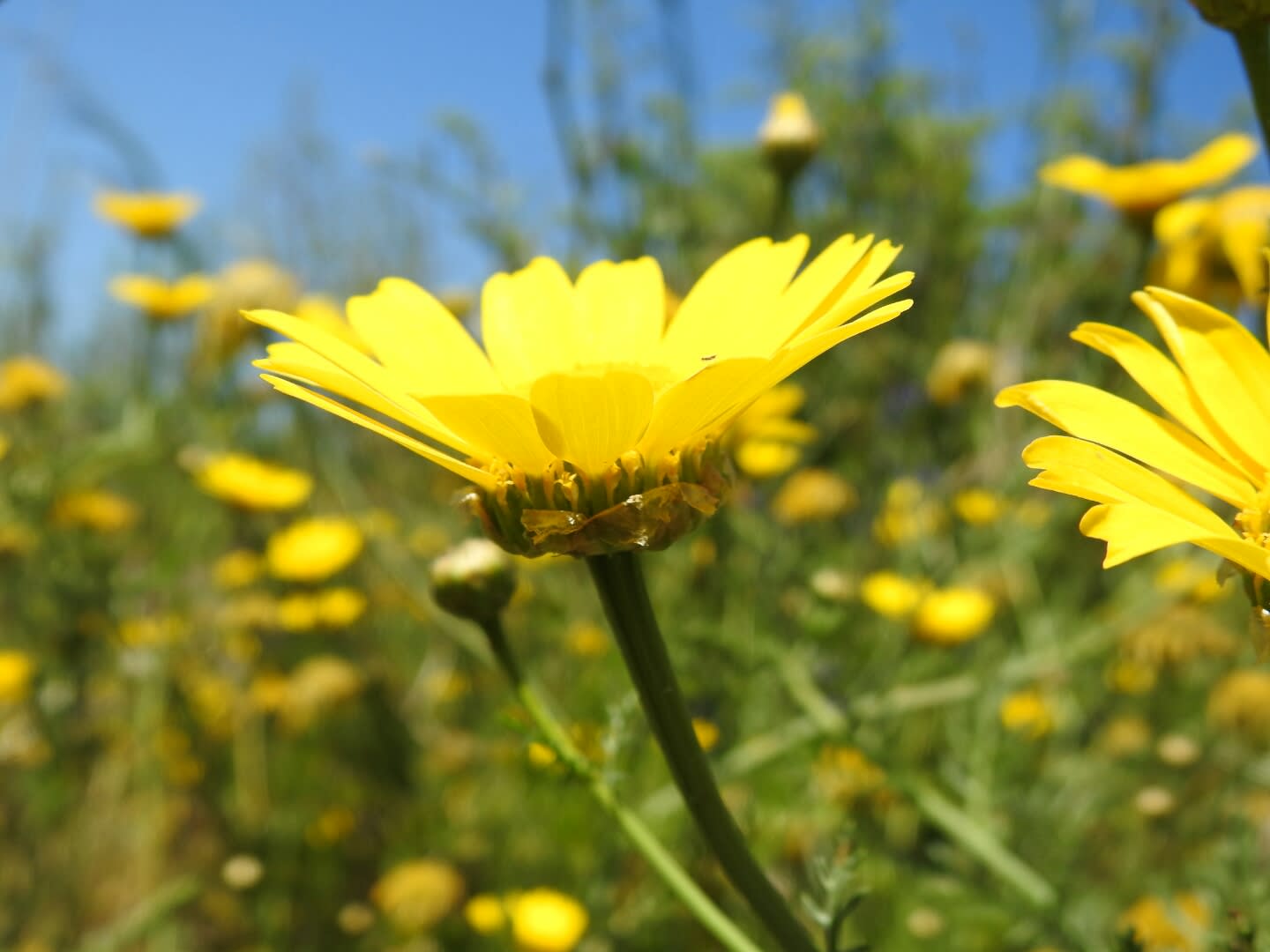 Glebionis coronaria - Asteraceae