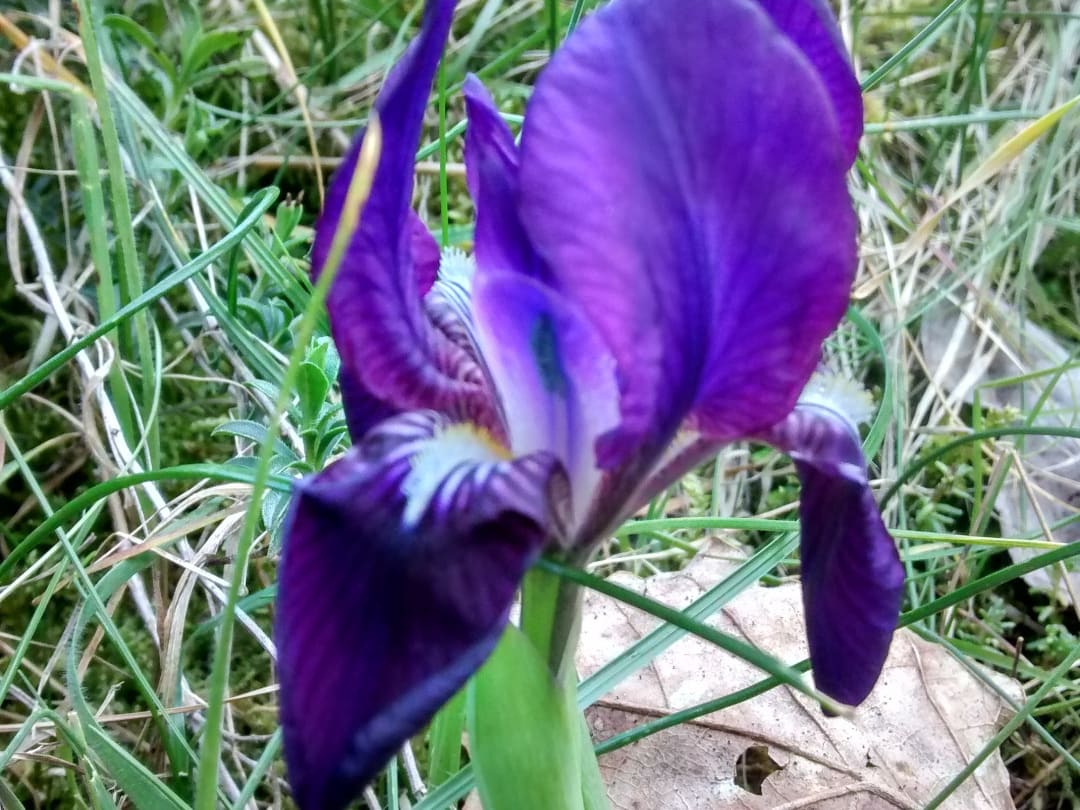 Iris germanica