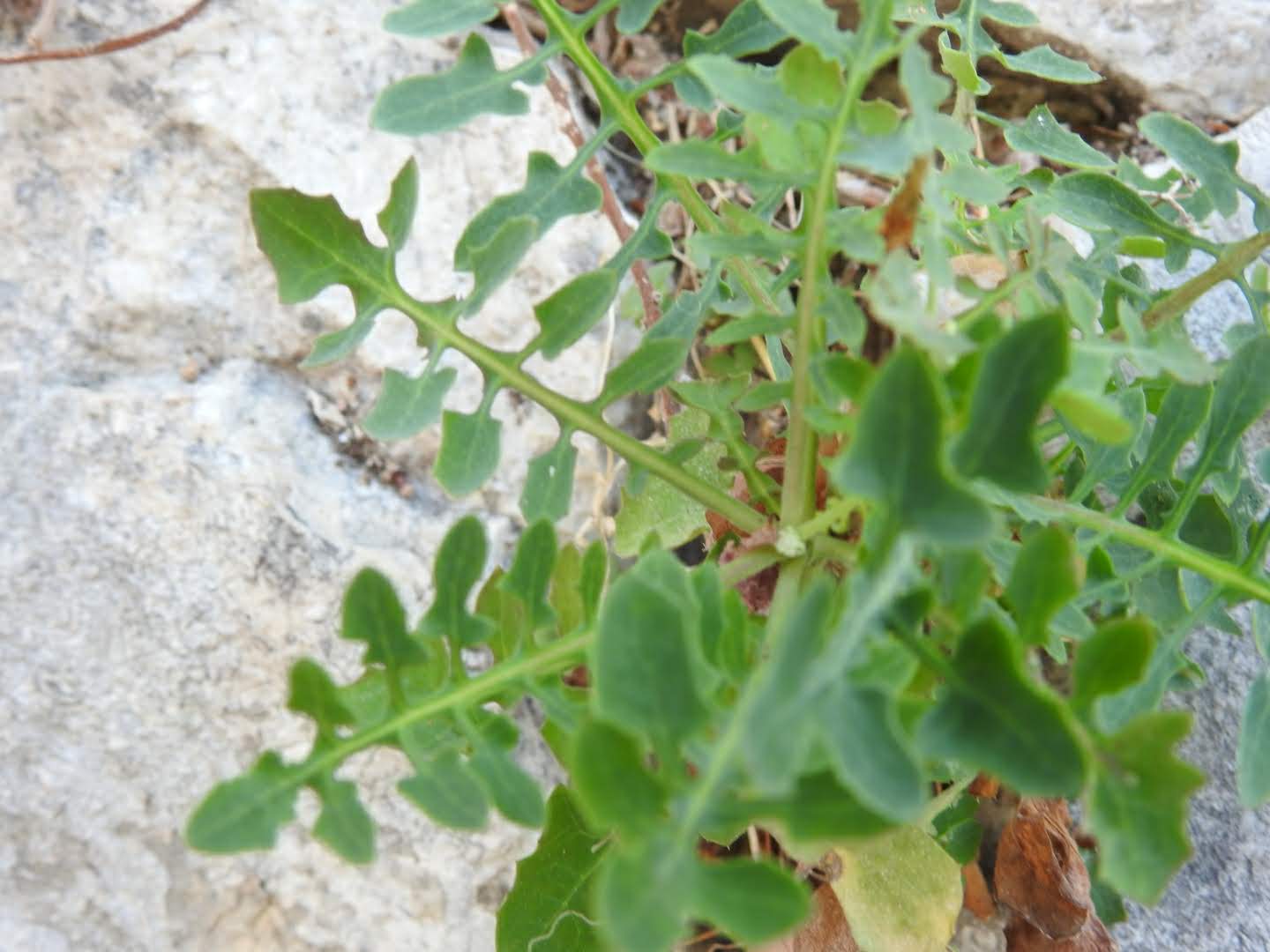Lactuca muralis - Asteraceae