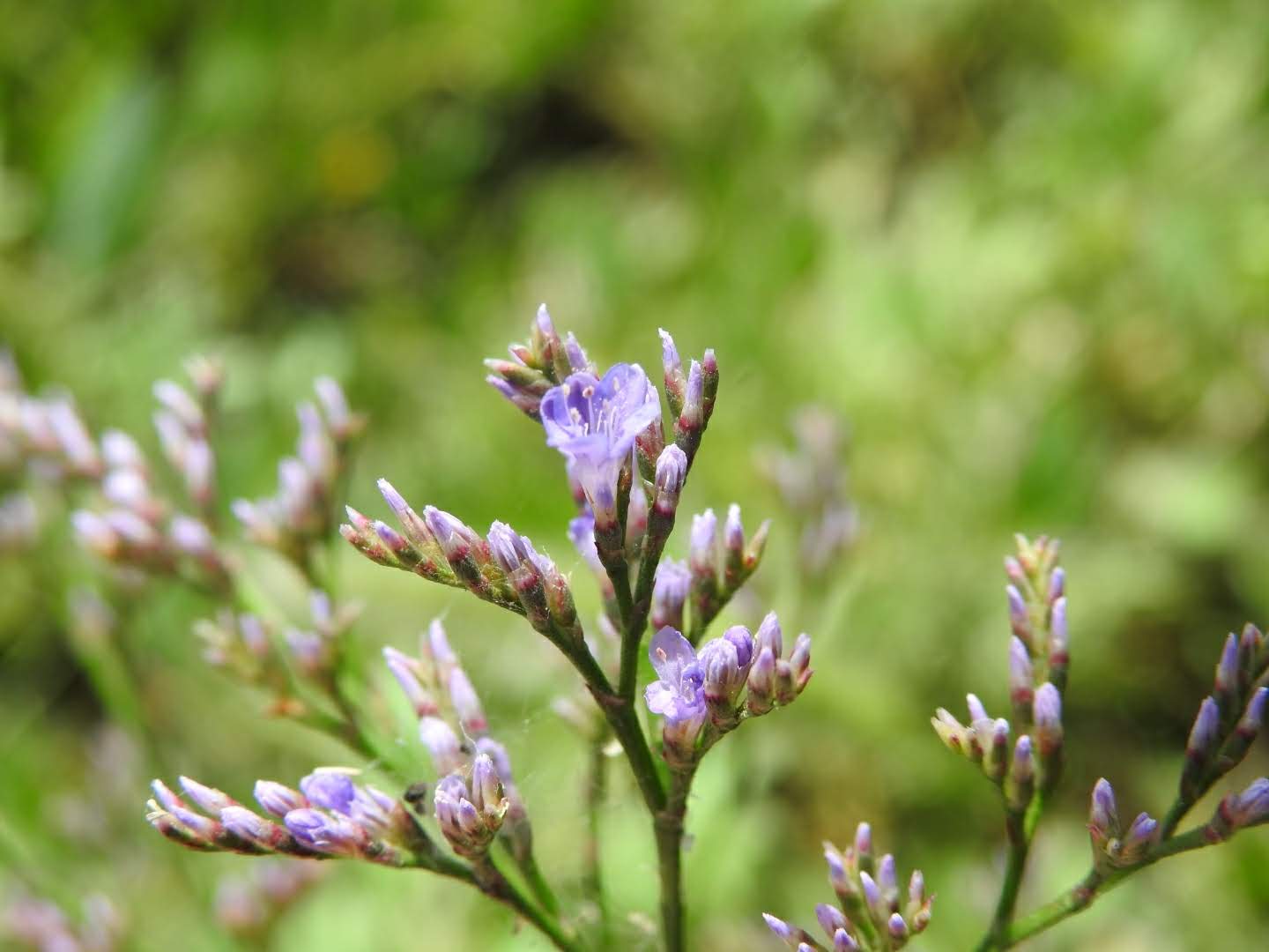 Limonium narbonense - Plumbaginaceae