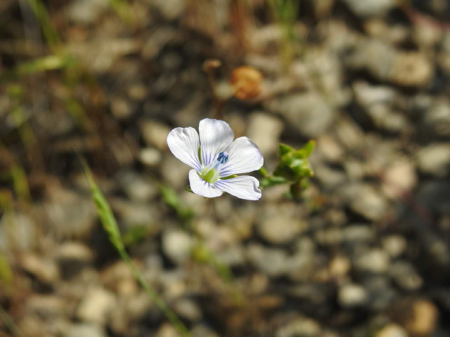 Linum usitatissimum