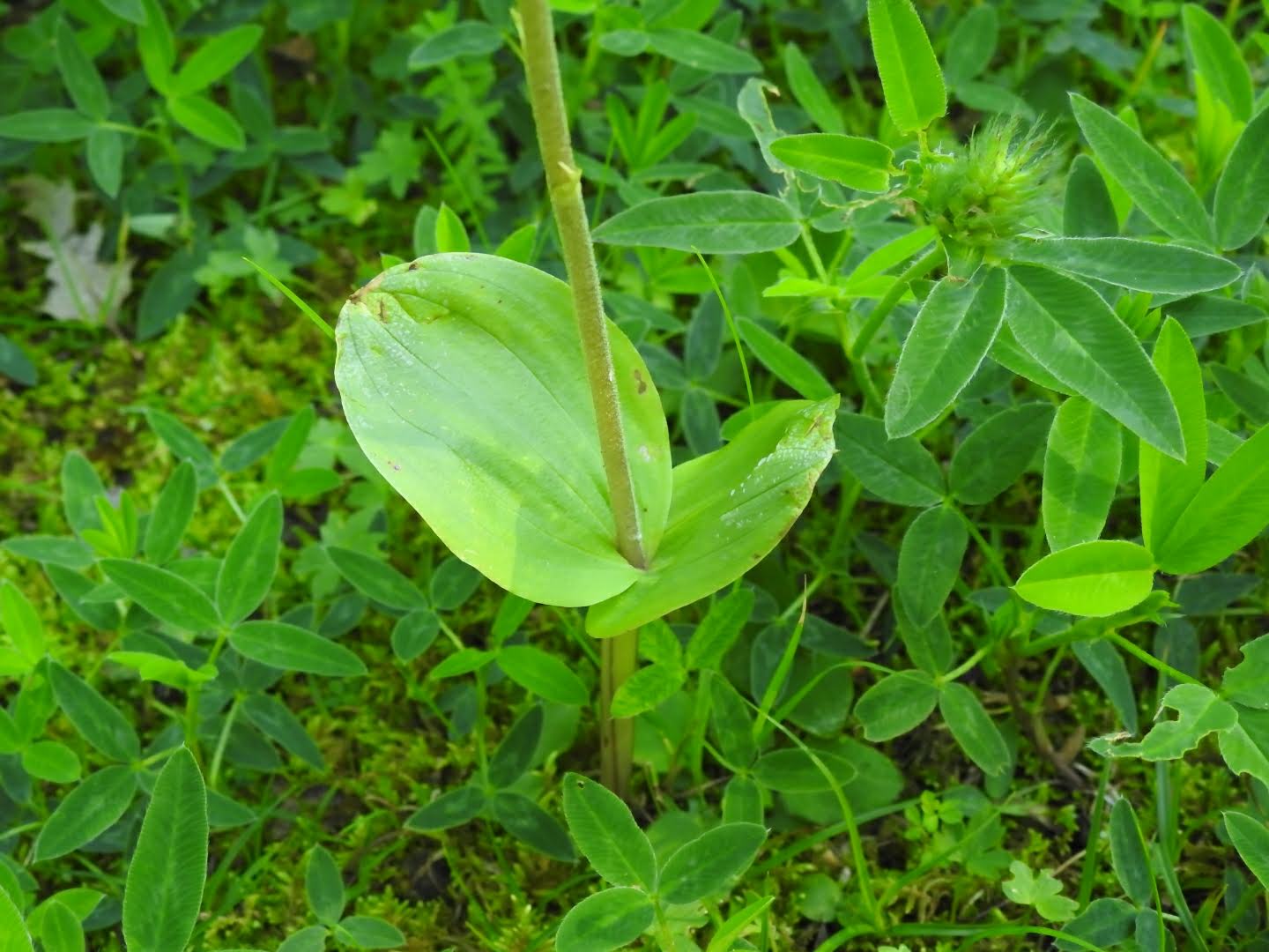 Neottia ovata - Orchidaceae
