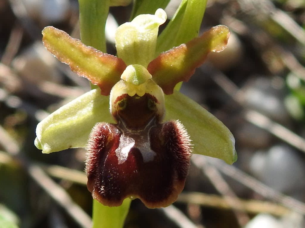Ophrys classica - Orchidaceae