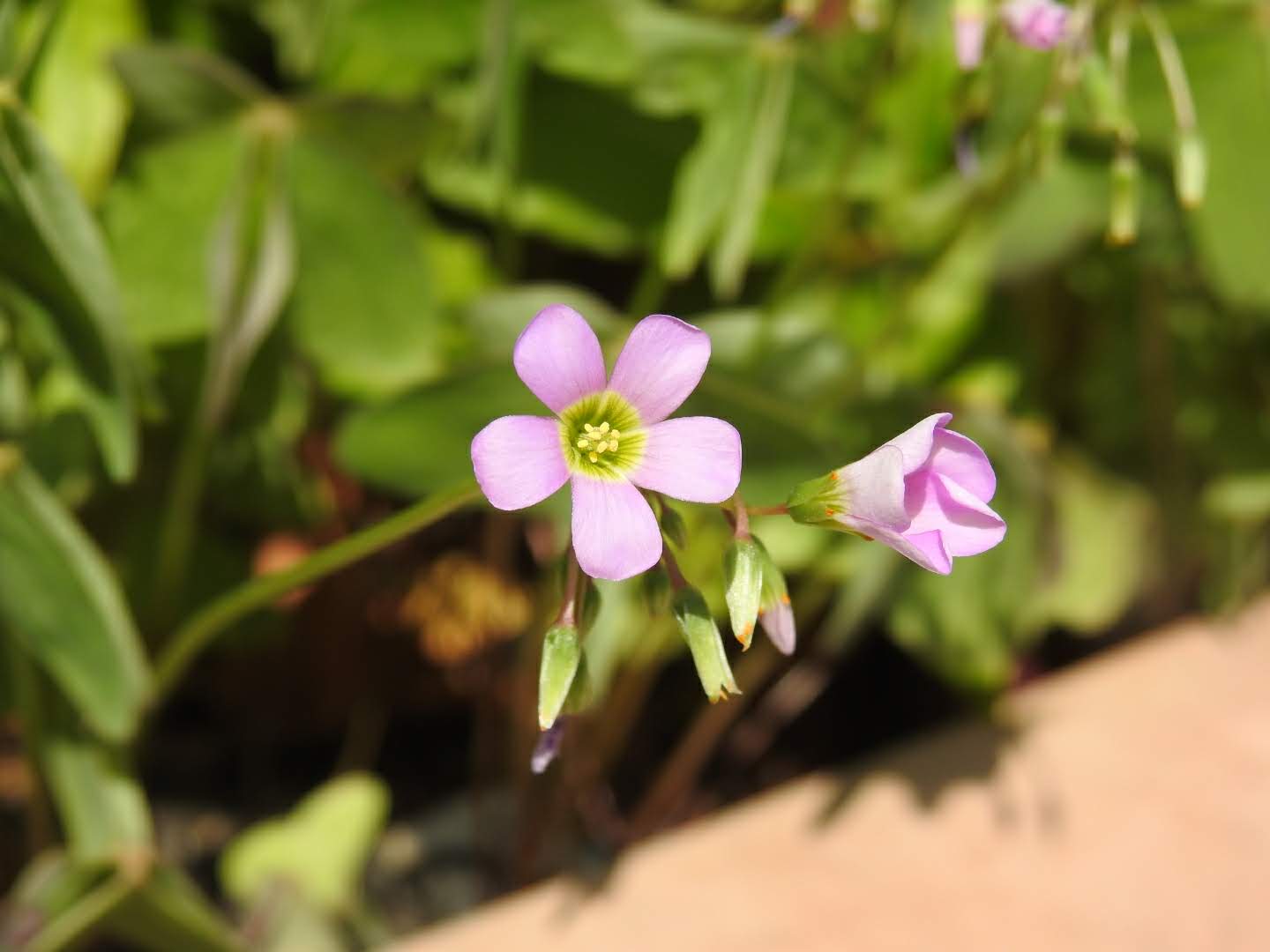 Oxalis latifolia
