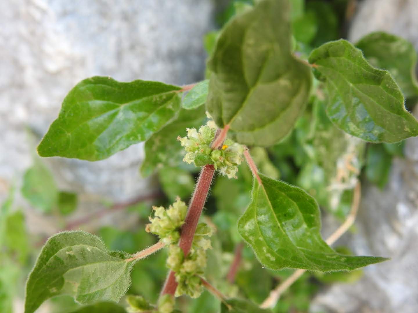 Parietaria judaica - Urticaceae