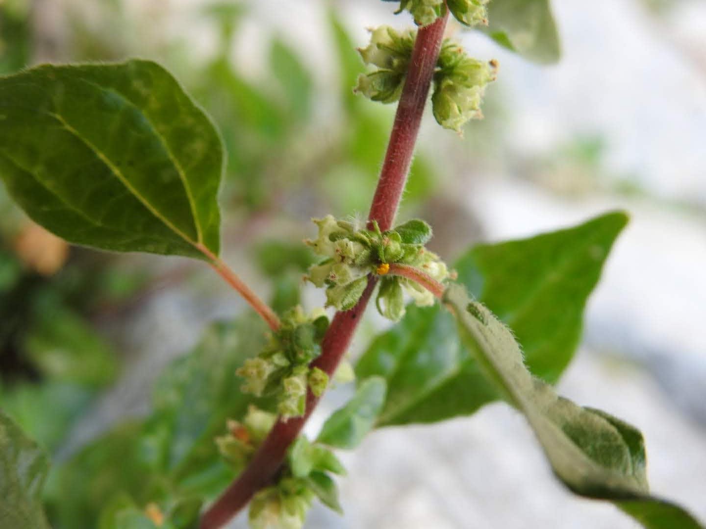 Parietaria judaica - Urticaceae