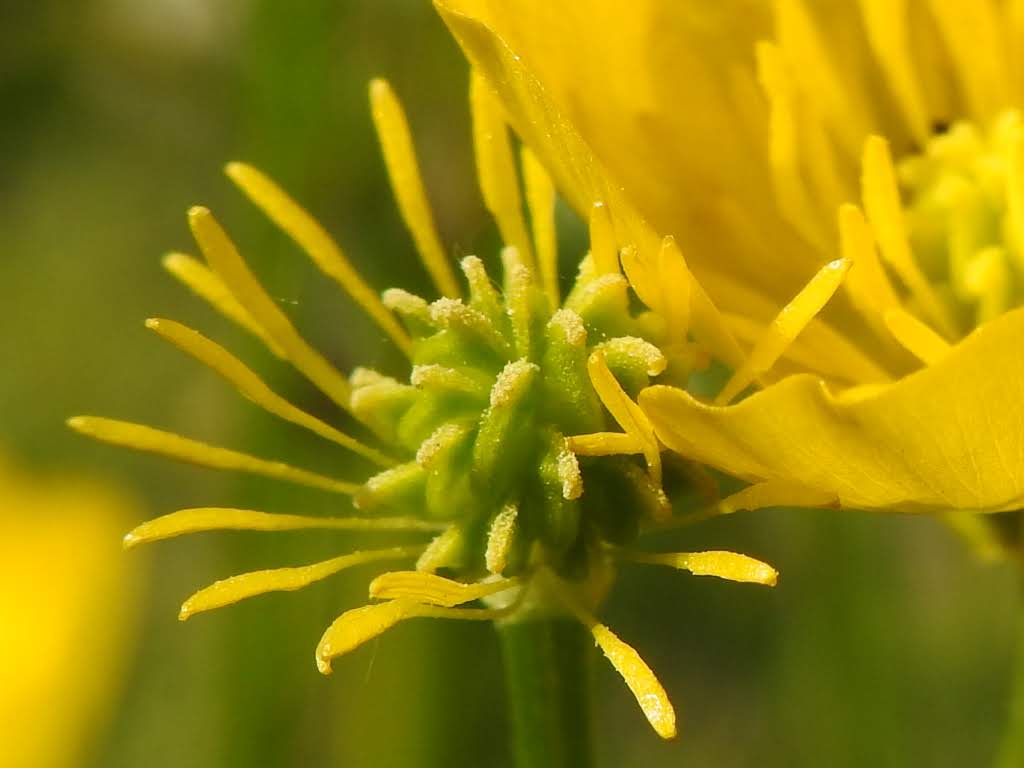 Ranunculus bulbosus