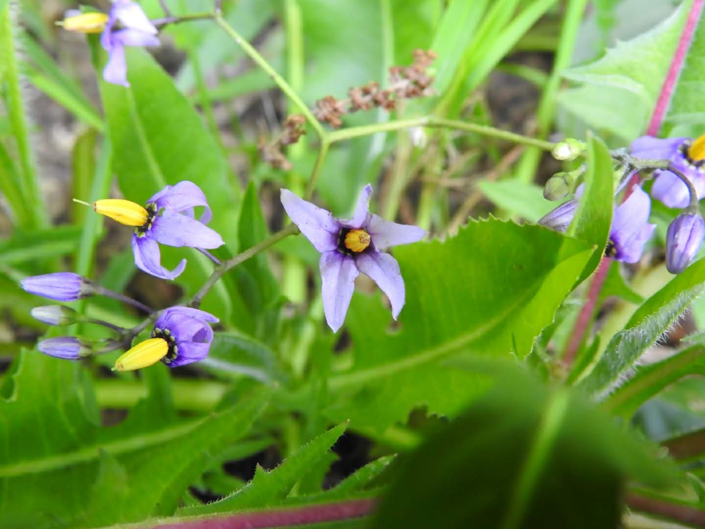 Solanum dulcamara