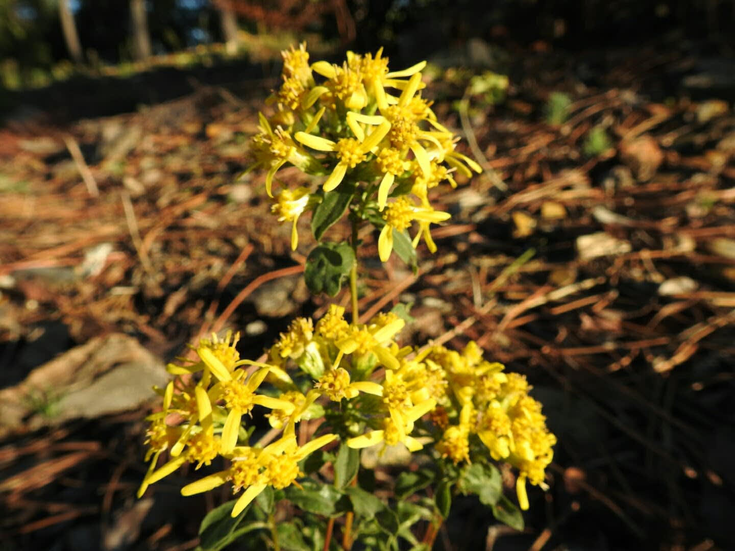 Solidago Virgaurea solidago-virgaurea