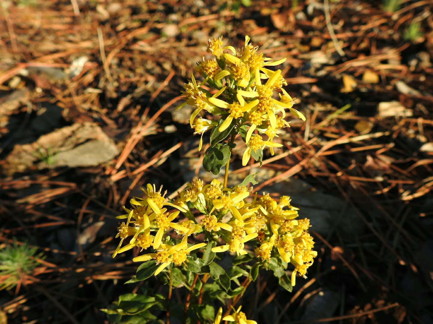 Solidago Virgaurea solidago-virgaurea