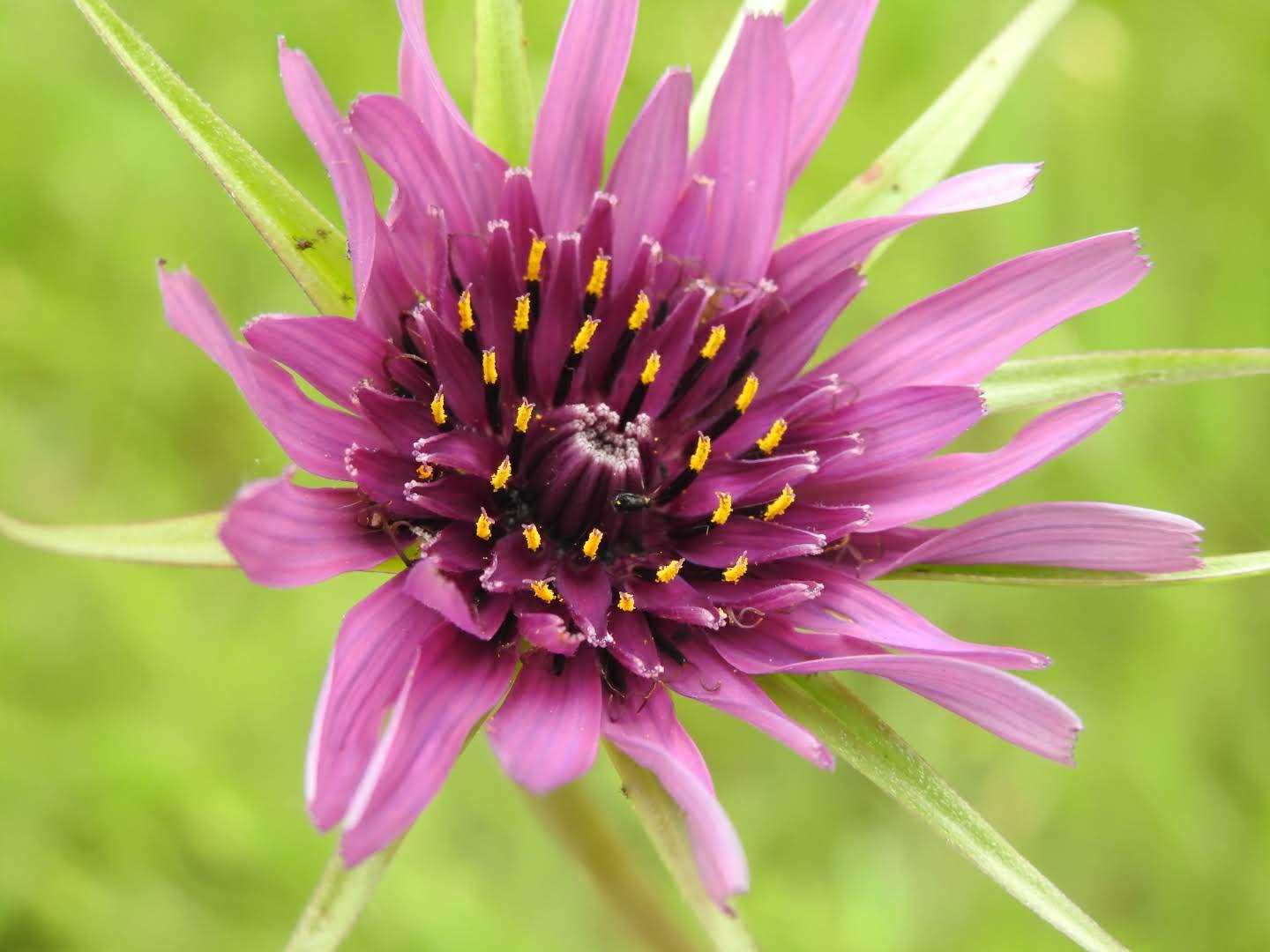 Tragopogon porrifolius