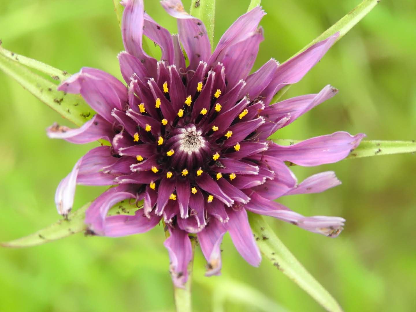 Tragopogon porrifolius